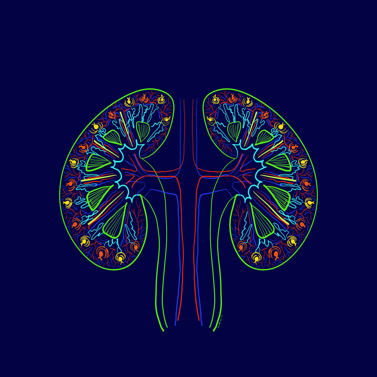 NDT Kidney Art Gallery | ERA