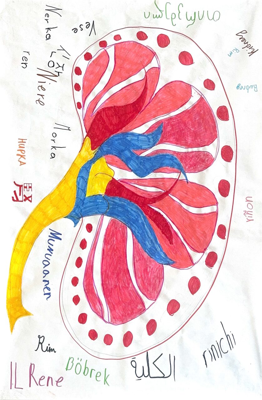 NDT Kidney Art Gallery | ERA